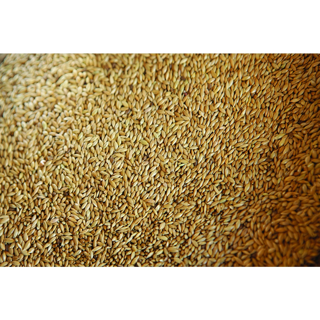 Canary Seed
