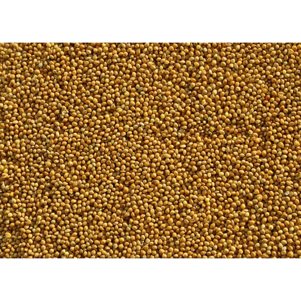 Yellow Millet
