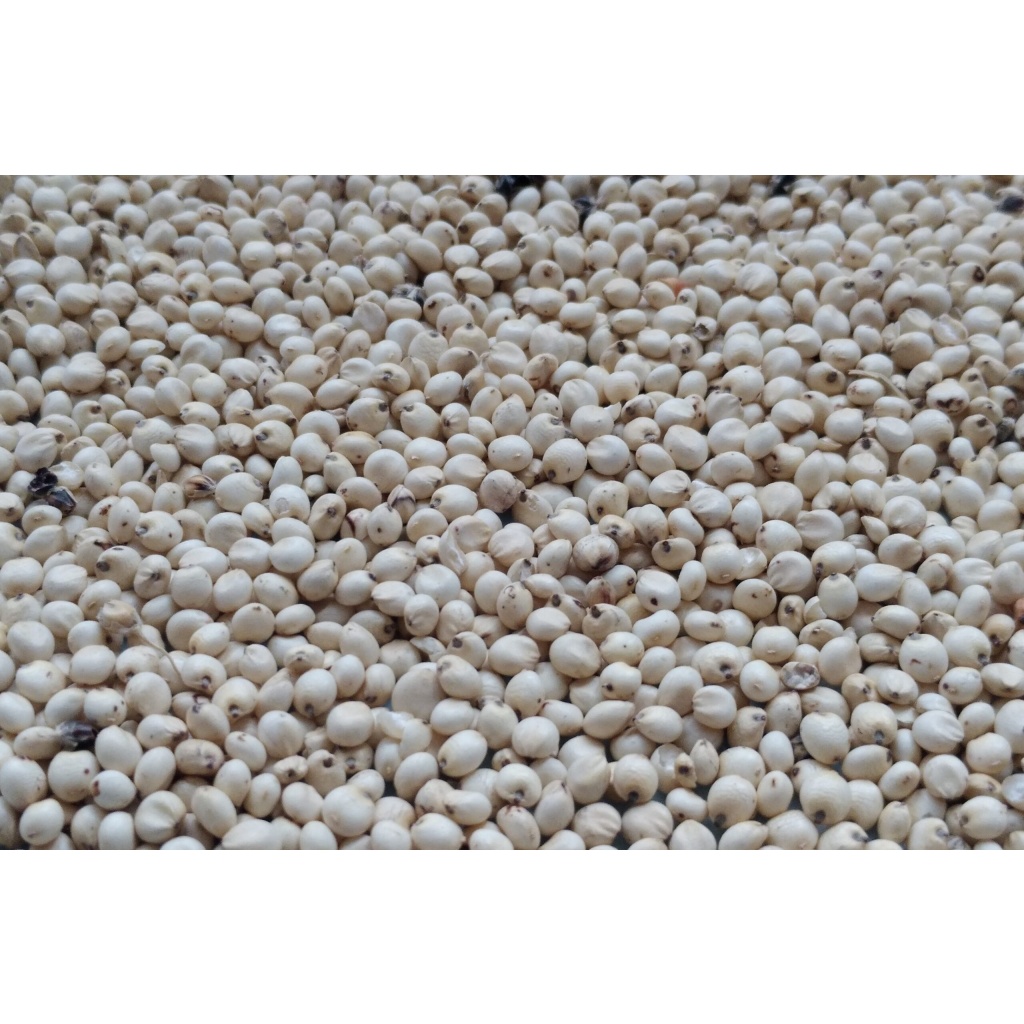 White Sorghum