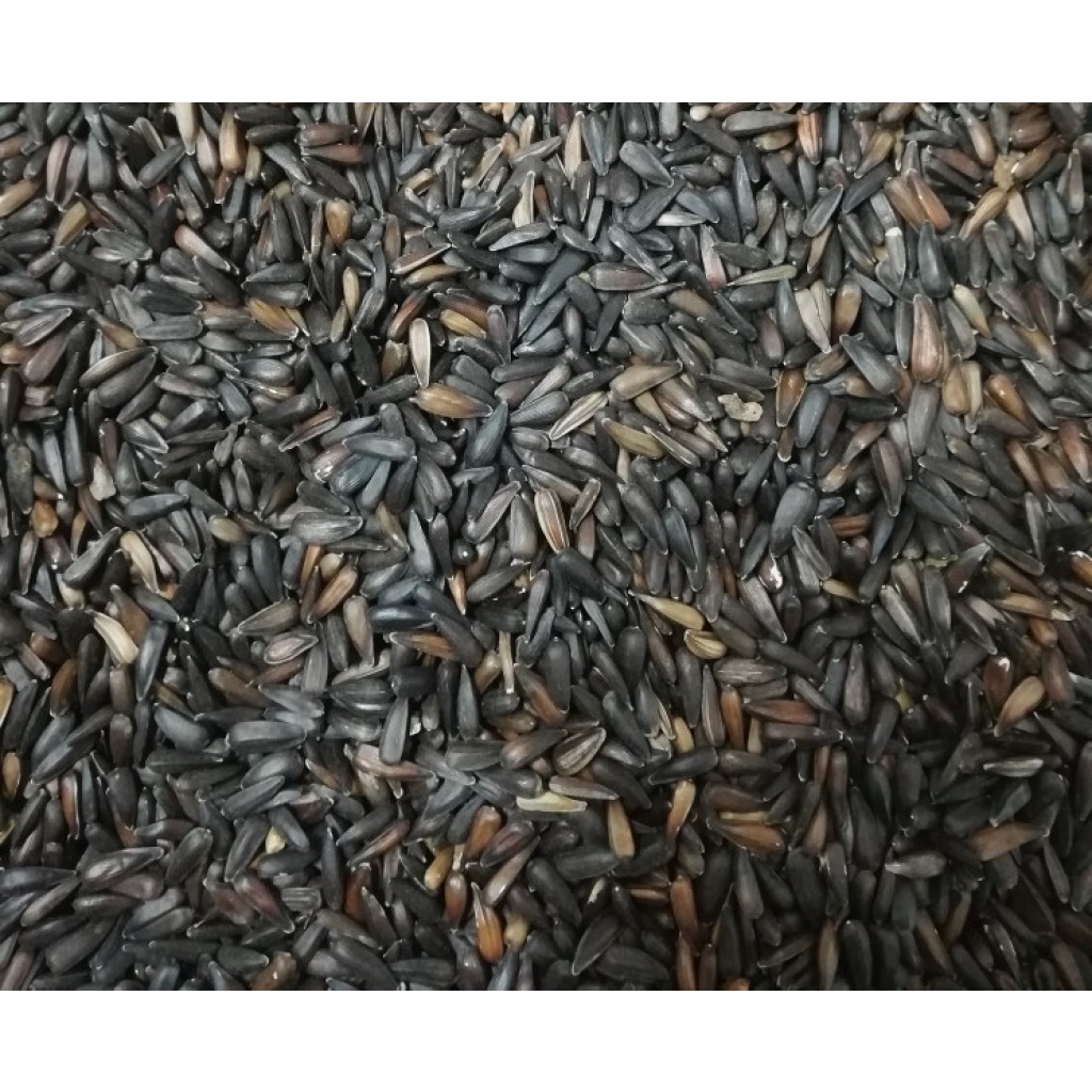 Sunflower Black Mini - Micro
